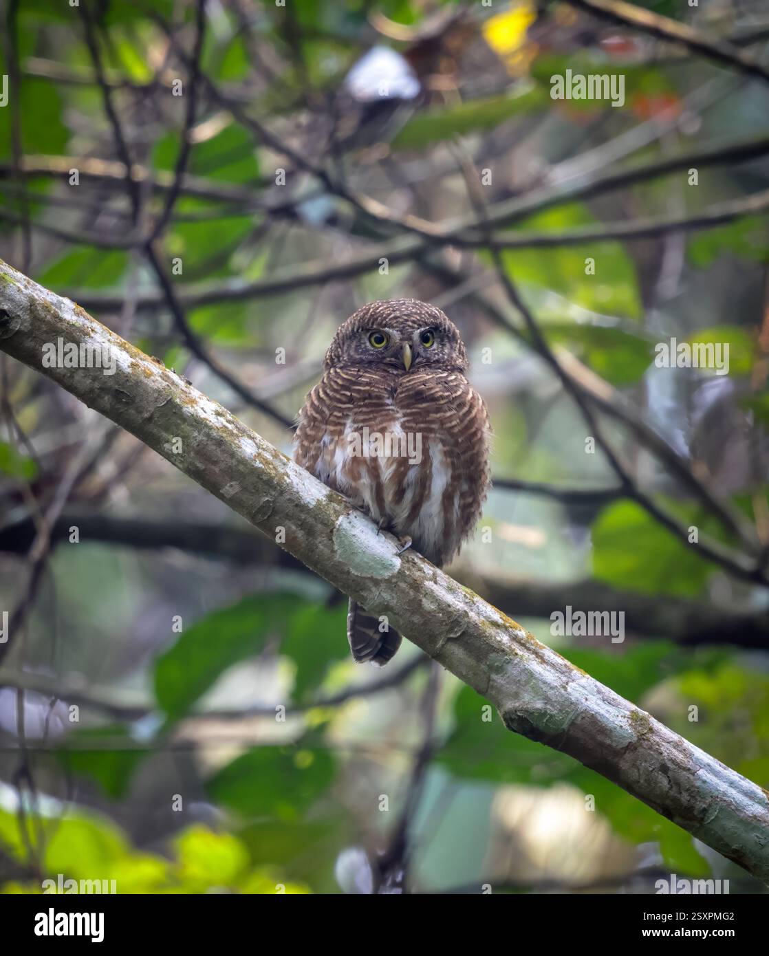 Barred eye hi-res stock photography and images - Alamy