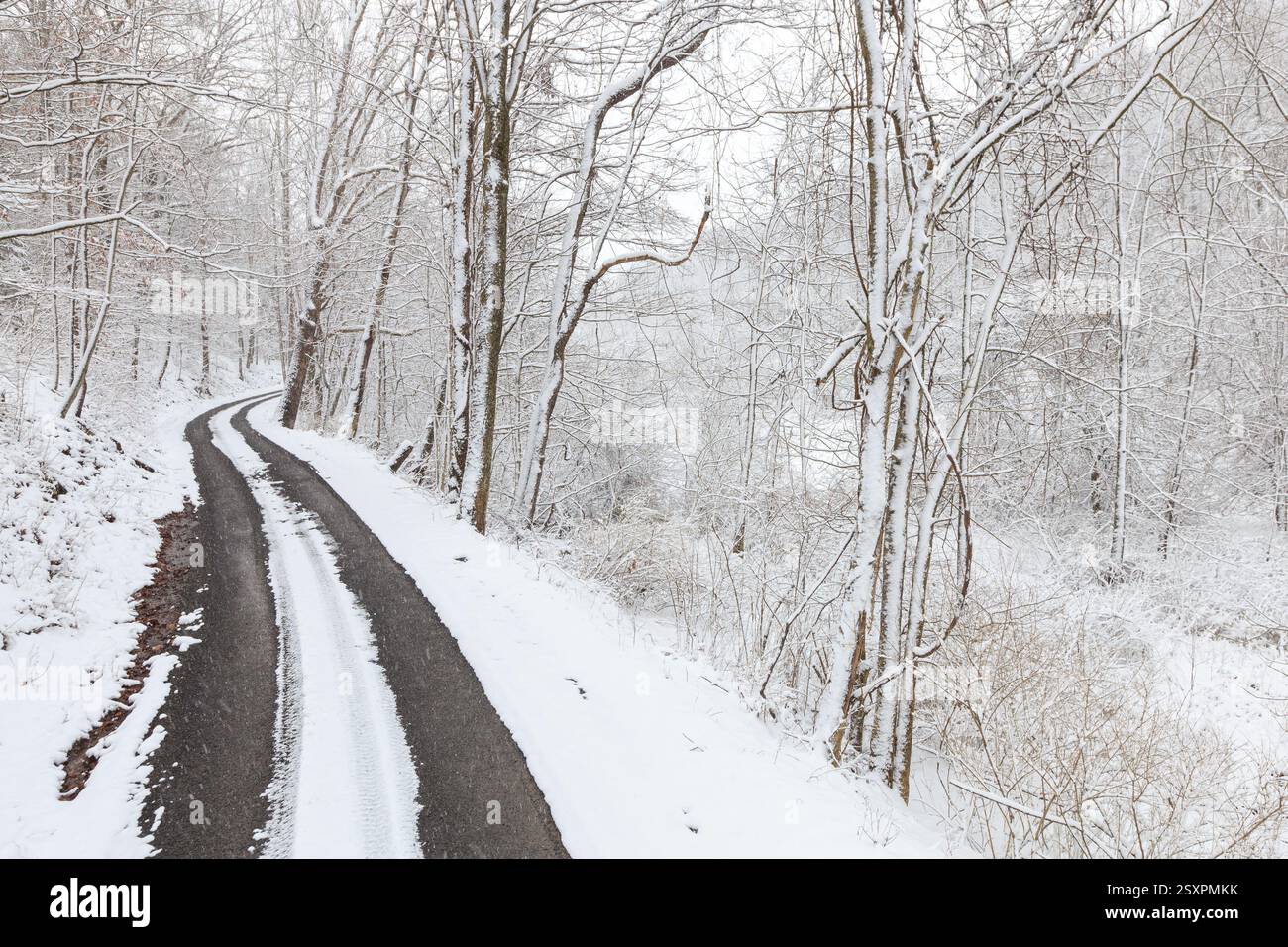 Winter road wood trees hi-res stock photography and images - Alamy