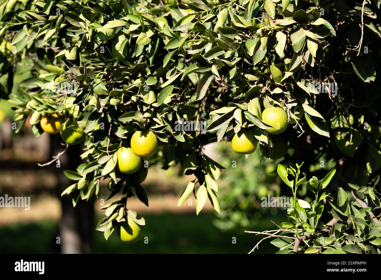 Morocco. Ripening lemons growing on a lemon tree. The small group of ...