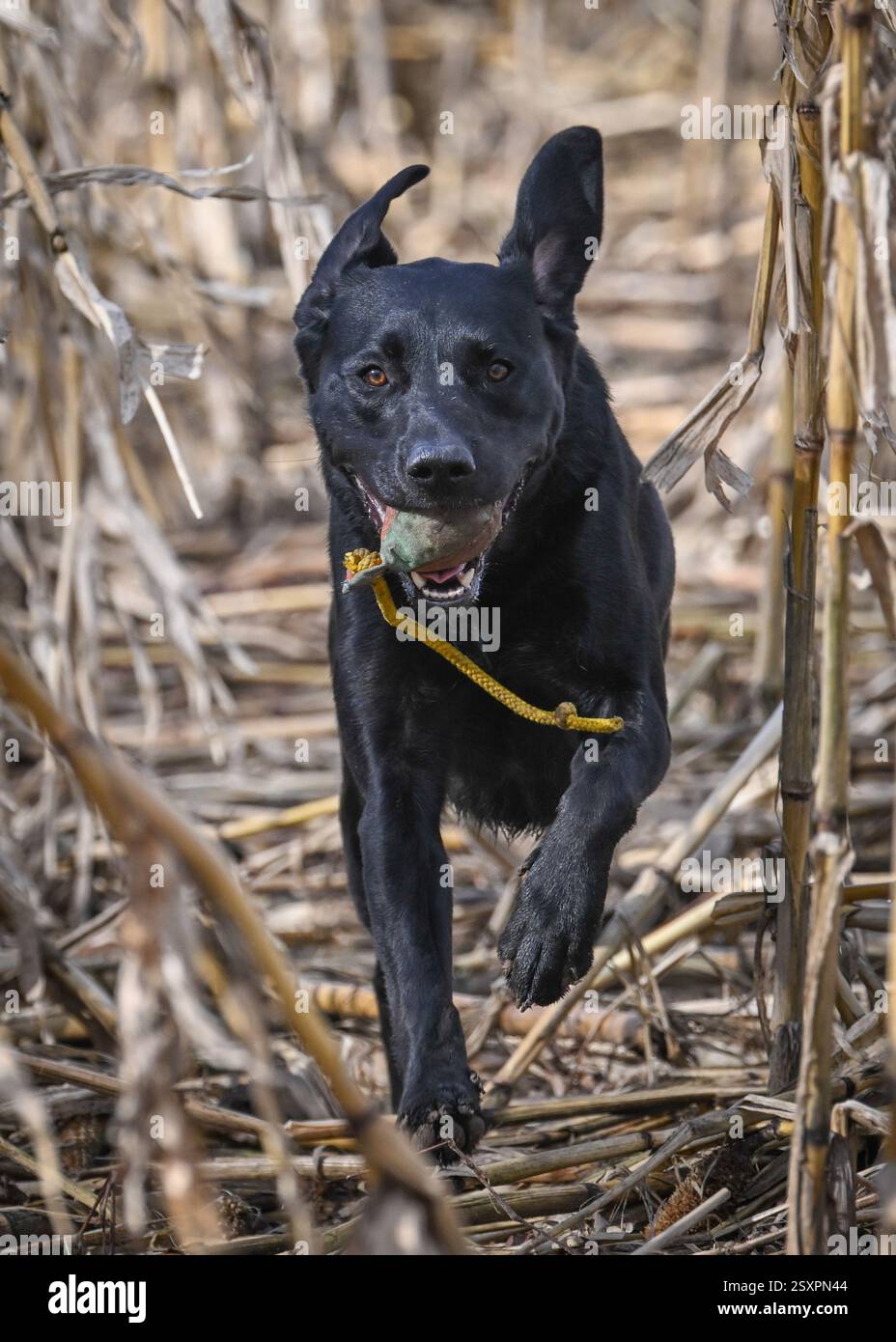 A Black Labrador Gundog in Training Stock Photo - Alamy