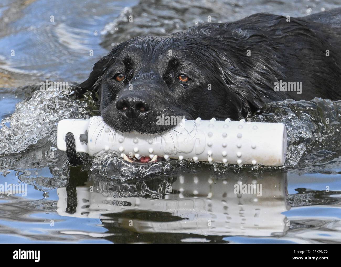 A Black Labrador Gundog in Training Stock Photo - Alamy
