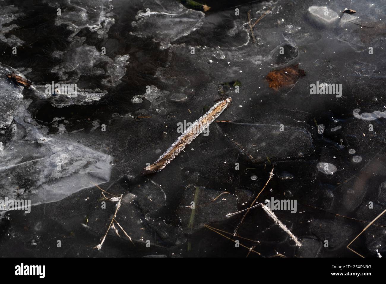 Frozen pieces of ice in the water. A stick frozen in ice. Frost on a ...