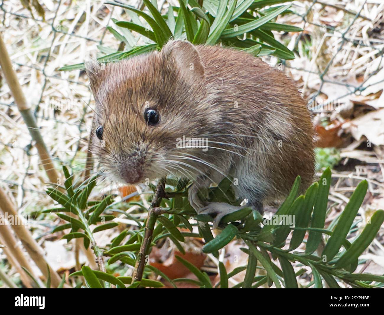 Field pest Common Vole, Microtus arvalis, on a yew branch, Pruhonice ...