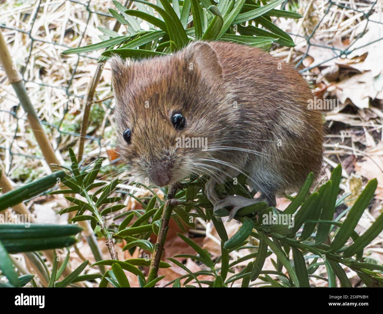 Field pest Common Vole, Microtus arvalis, on a yew branch, Pruhonice ...