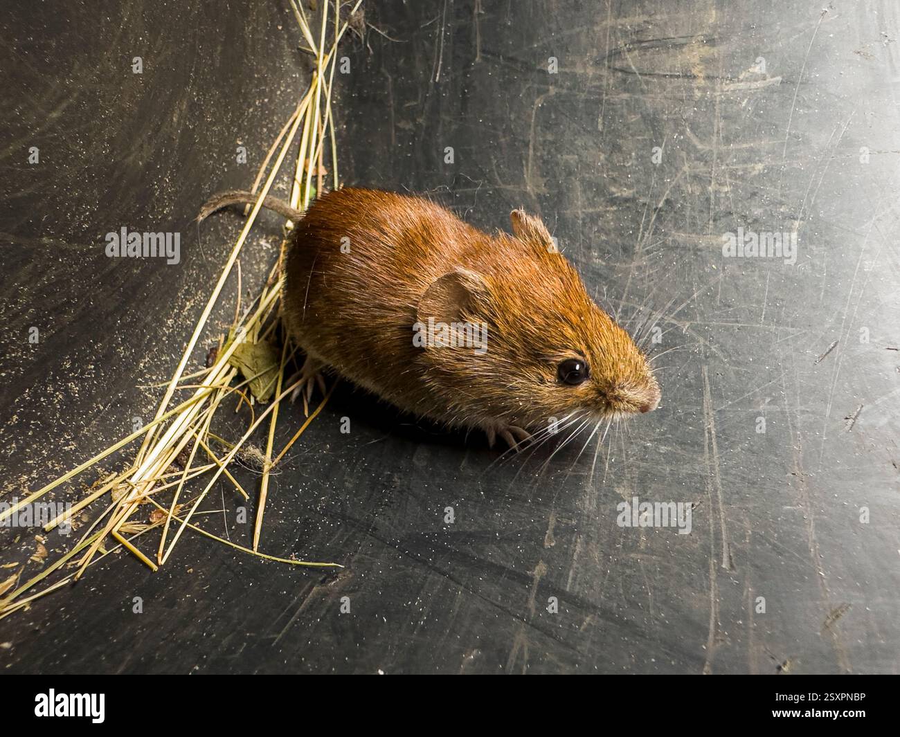 Field pest Common Vole, Microtus arvalis, caught in a bucket, Pruhonice ...