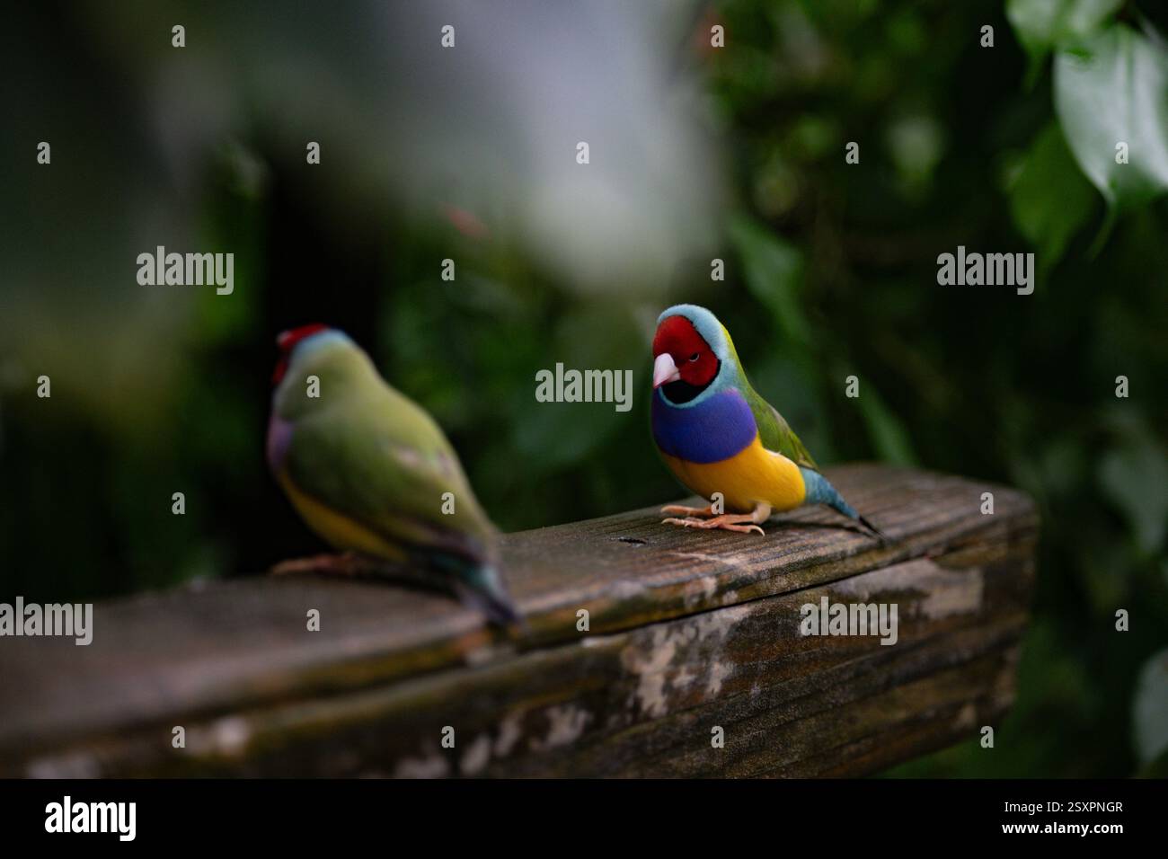 Beautiful colorful Gould-amandina (Gouldian finch) bird sitting on a ...