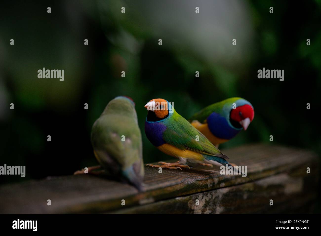 Beautiful colorful Gould-amandina (Gouldian finch) bird sitting on a ...