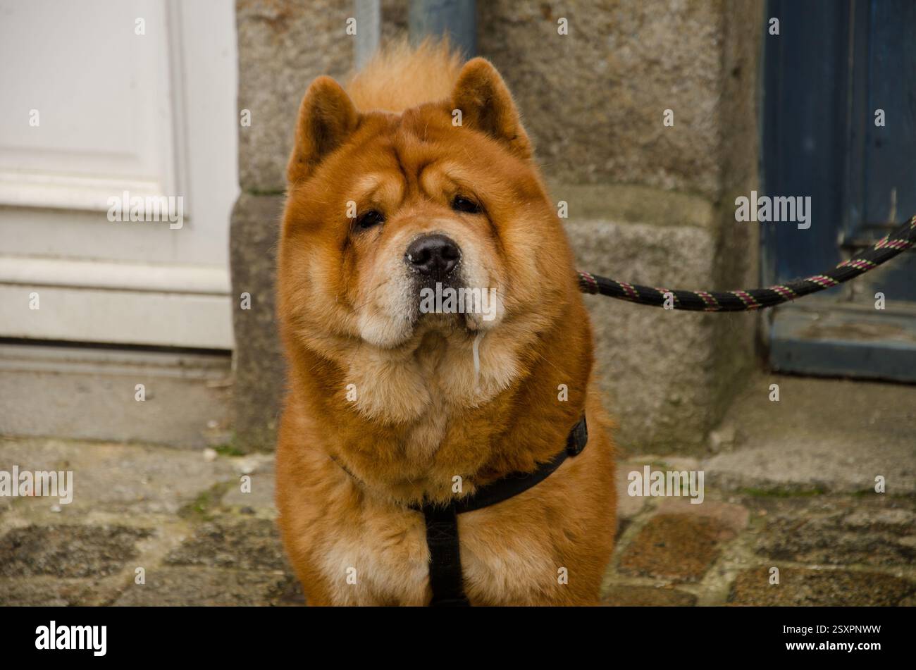 Dog of the chow chow breed. Fougeres. Brittany. France Stock Photo - Alamy