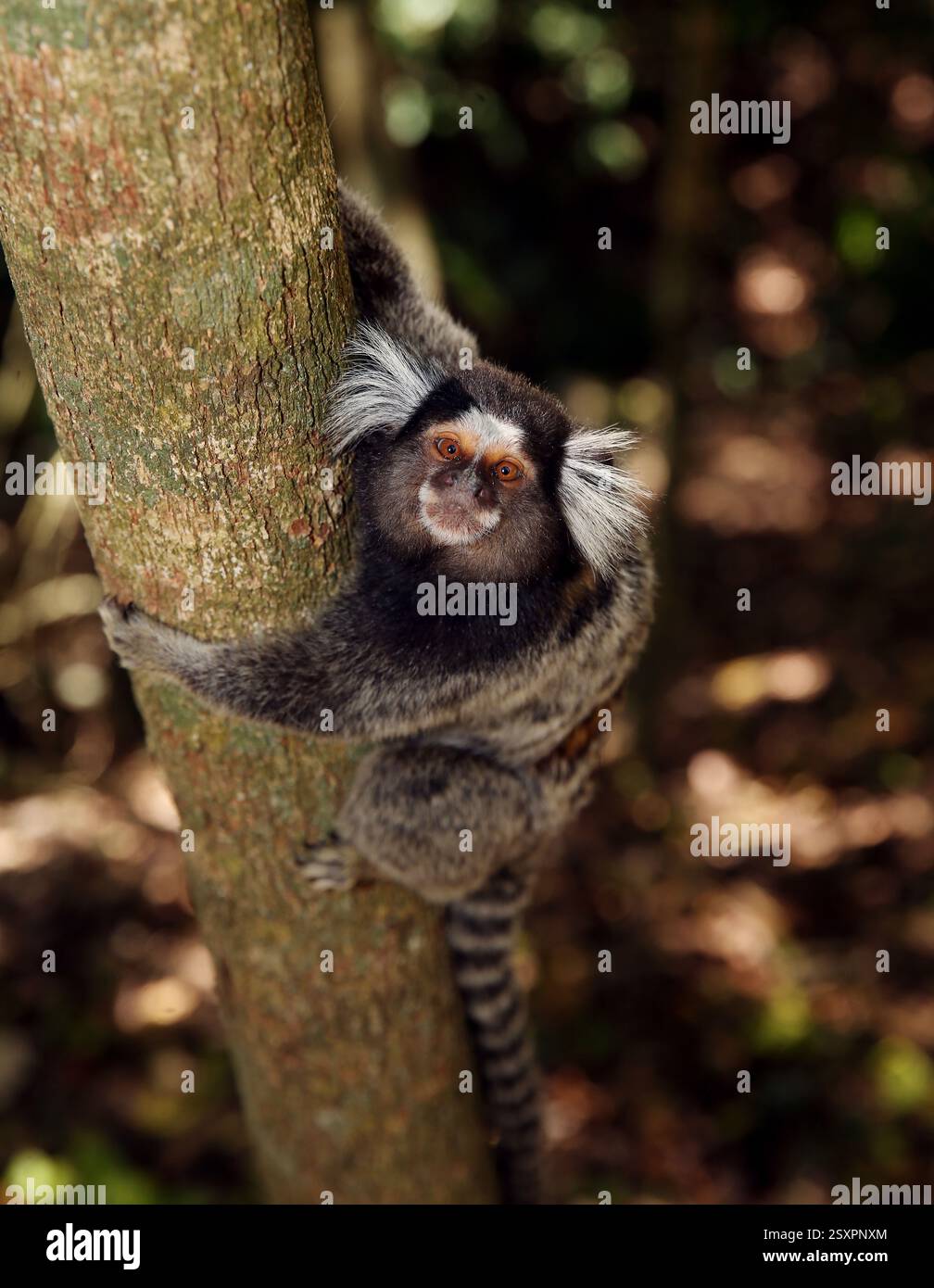 February 25, 2025, Rio De Janeiro, Rio De Janeiro, Brazil: Marmosets ...
