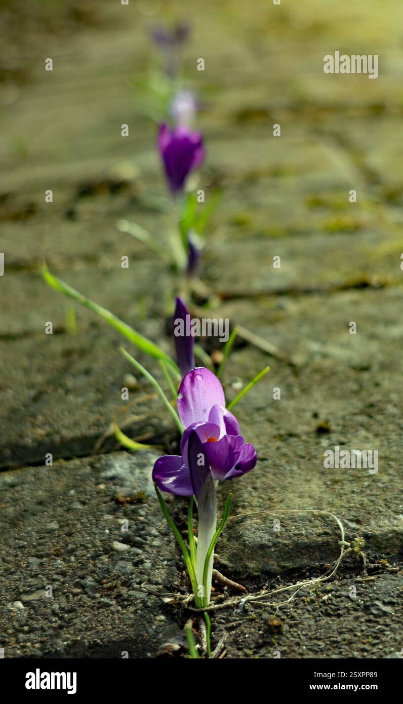 Crocus growing through brickwork hi-res stock photography and images ...