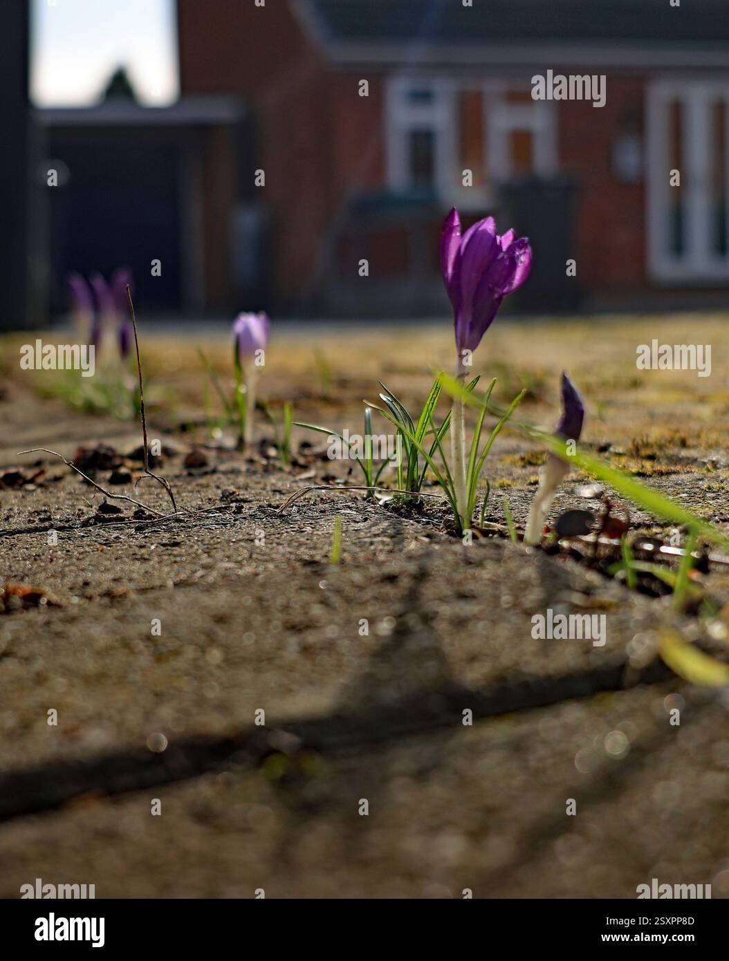 Naturally spreading bulbs hi-res stock photography and images - Alamy