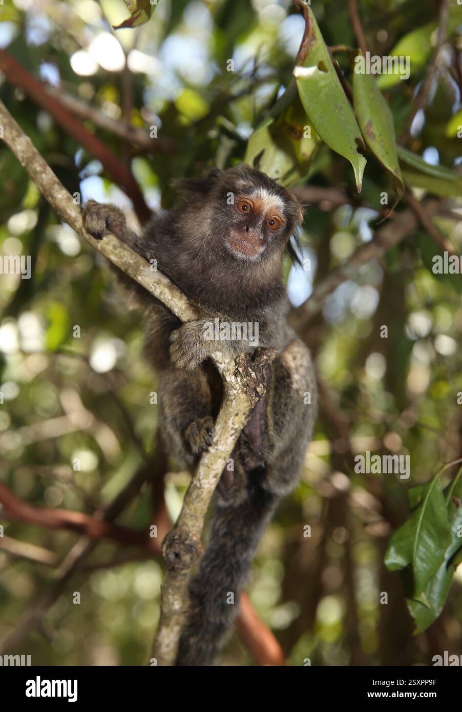 February 25, 2025, Rio De Janeiro, Rio De Janeiro, Brazil: An infant ...