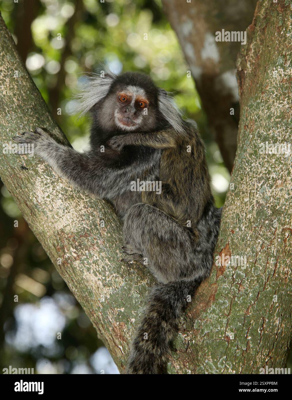 February 25, 2025, Rio De Janeiro, Rio De Janeiro, Brazil: A marmoset ...