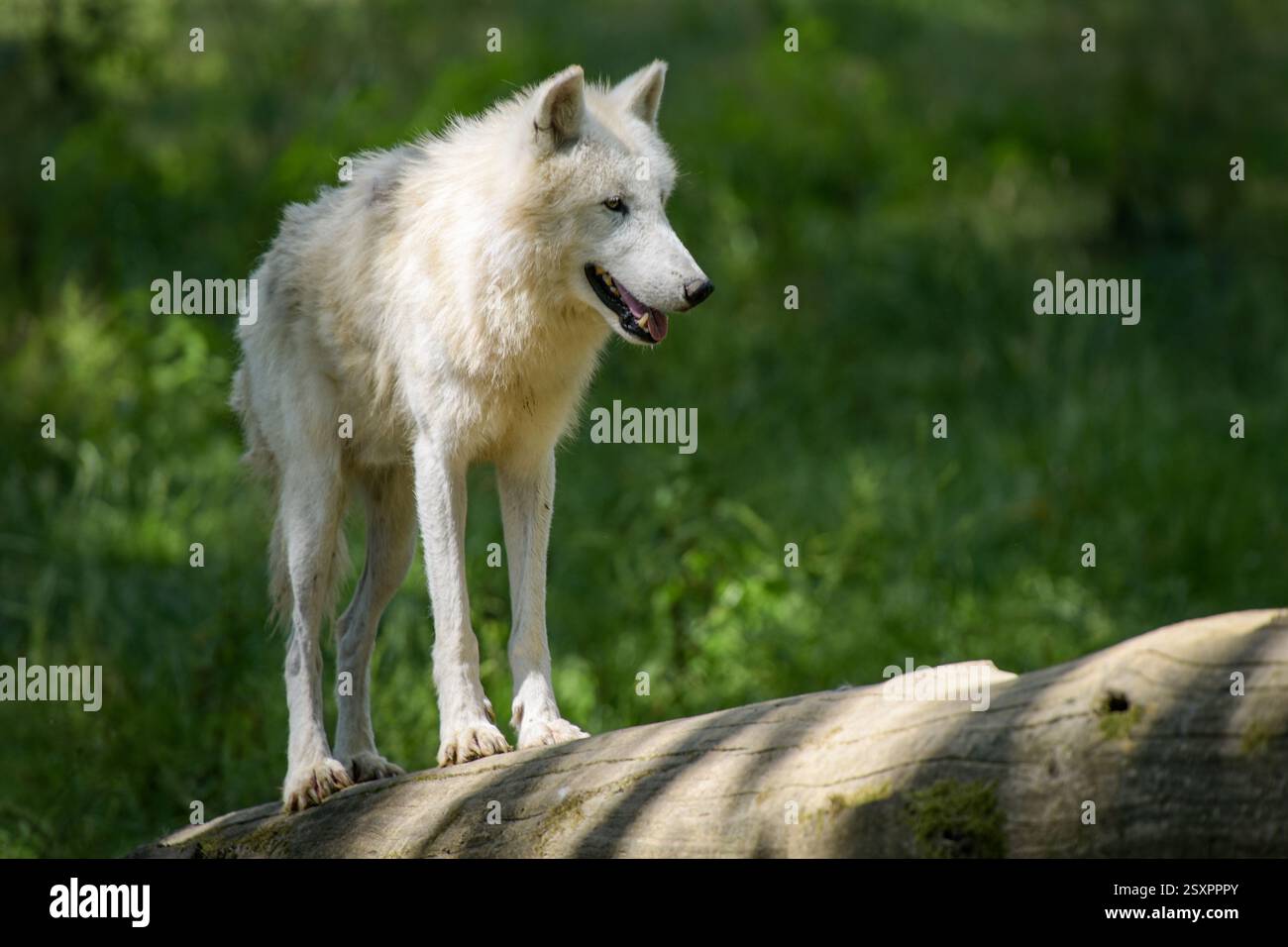 View on a beautiful arctic wolf in the forest in France Stock Photo - Alamy