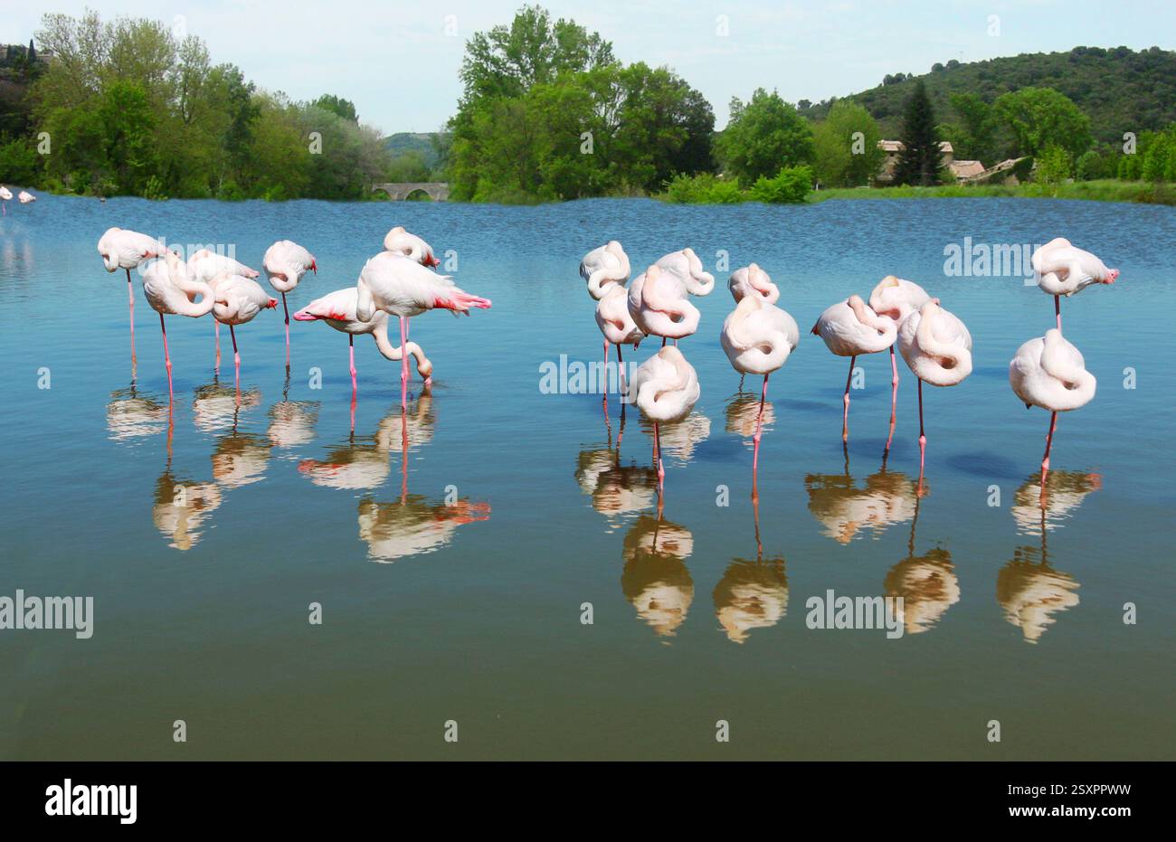 Flamingos living in nature lake hi-res stock photography and images - Alamy