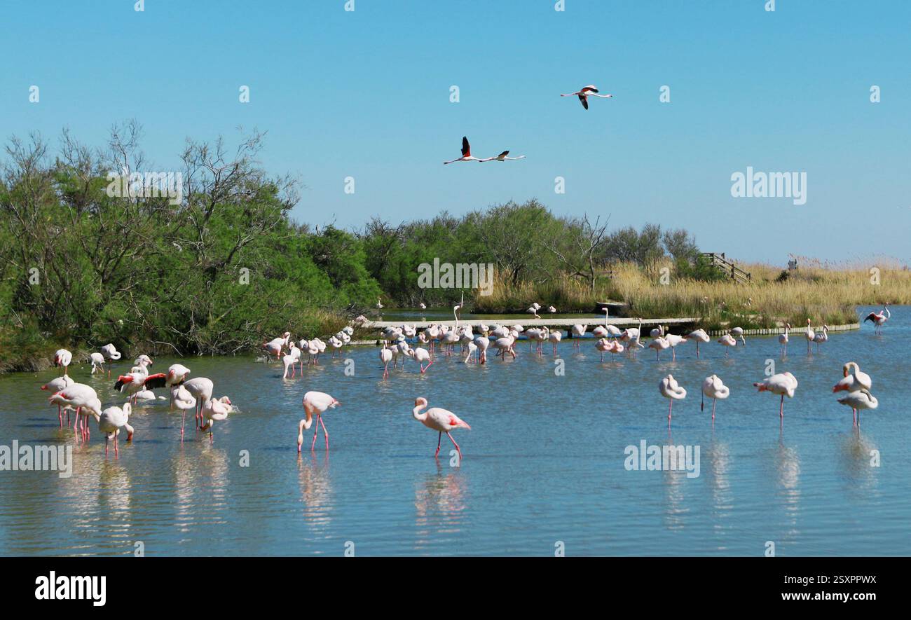 Colony pink flamingos in pond hi-res stock photography and images - Alamy