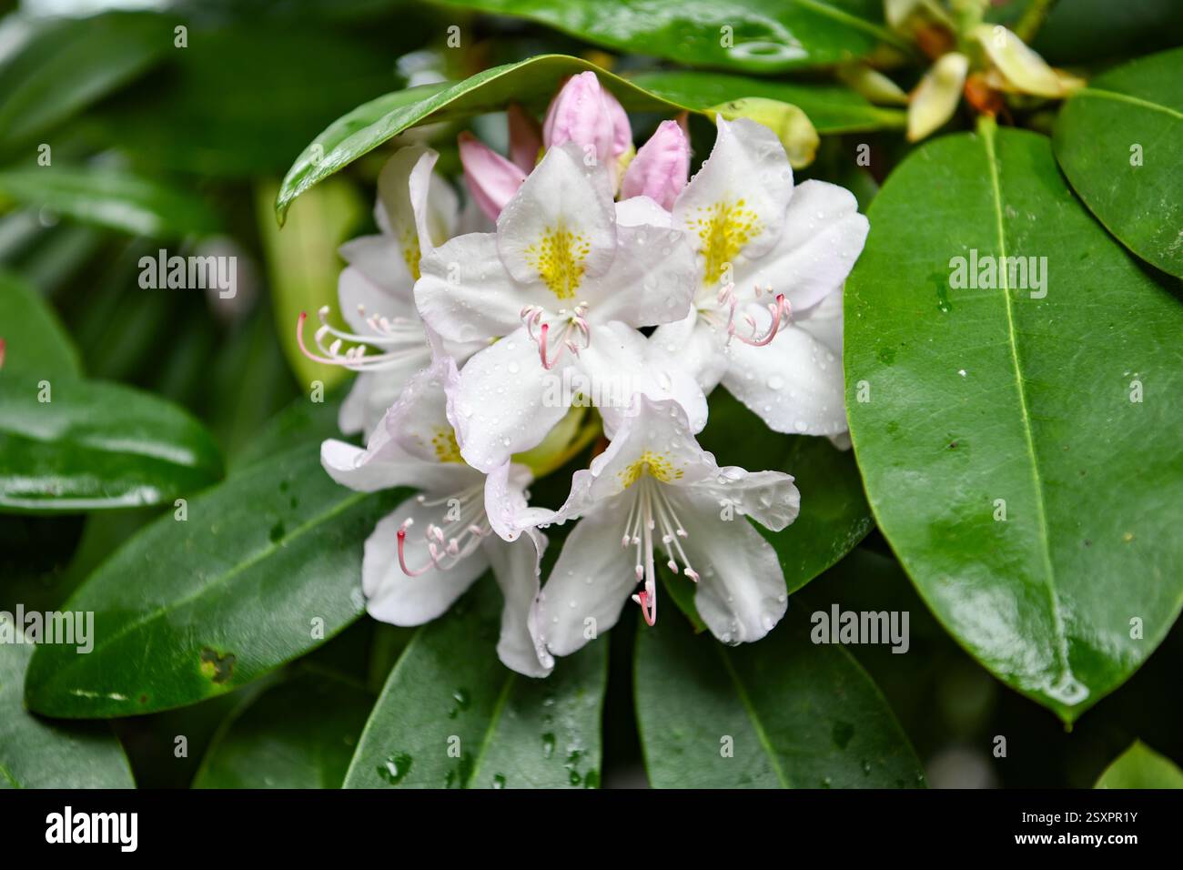 White rhododendron flowers in the botanical garden Stock Photo - Alamy