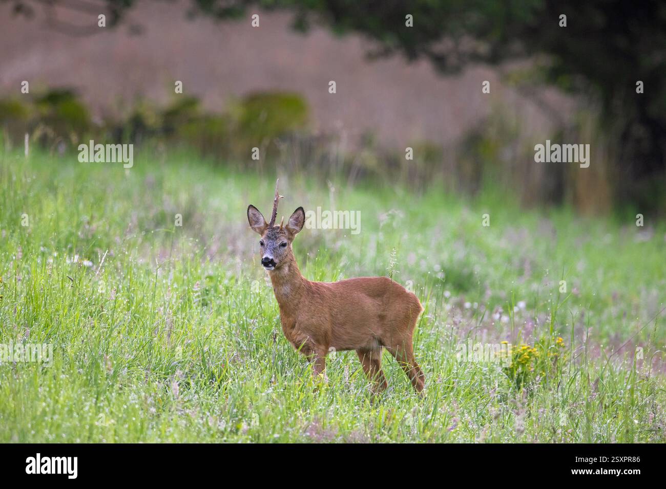 European roe deer (Capreolus capreolus) buck / male with deformed ...
