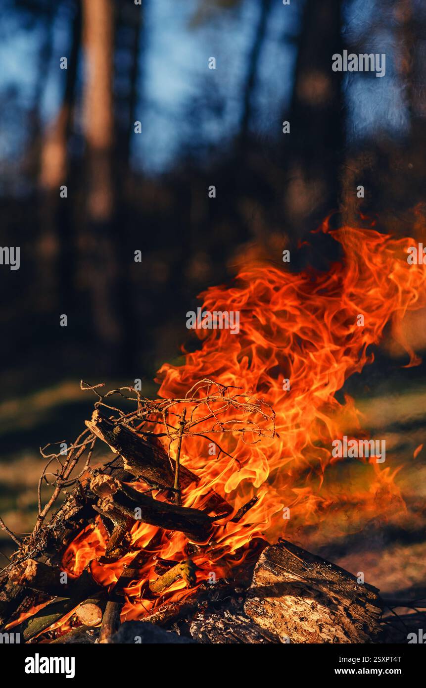 Burning Campfire in Forest at Twilight. Red fire Stock Photo - Alamy