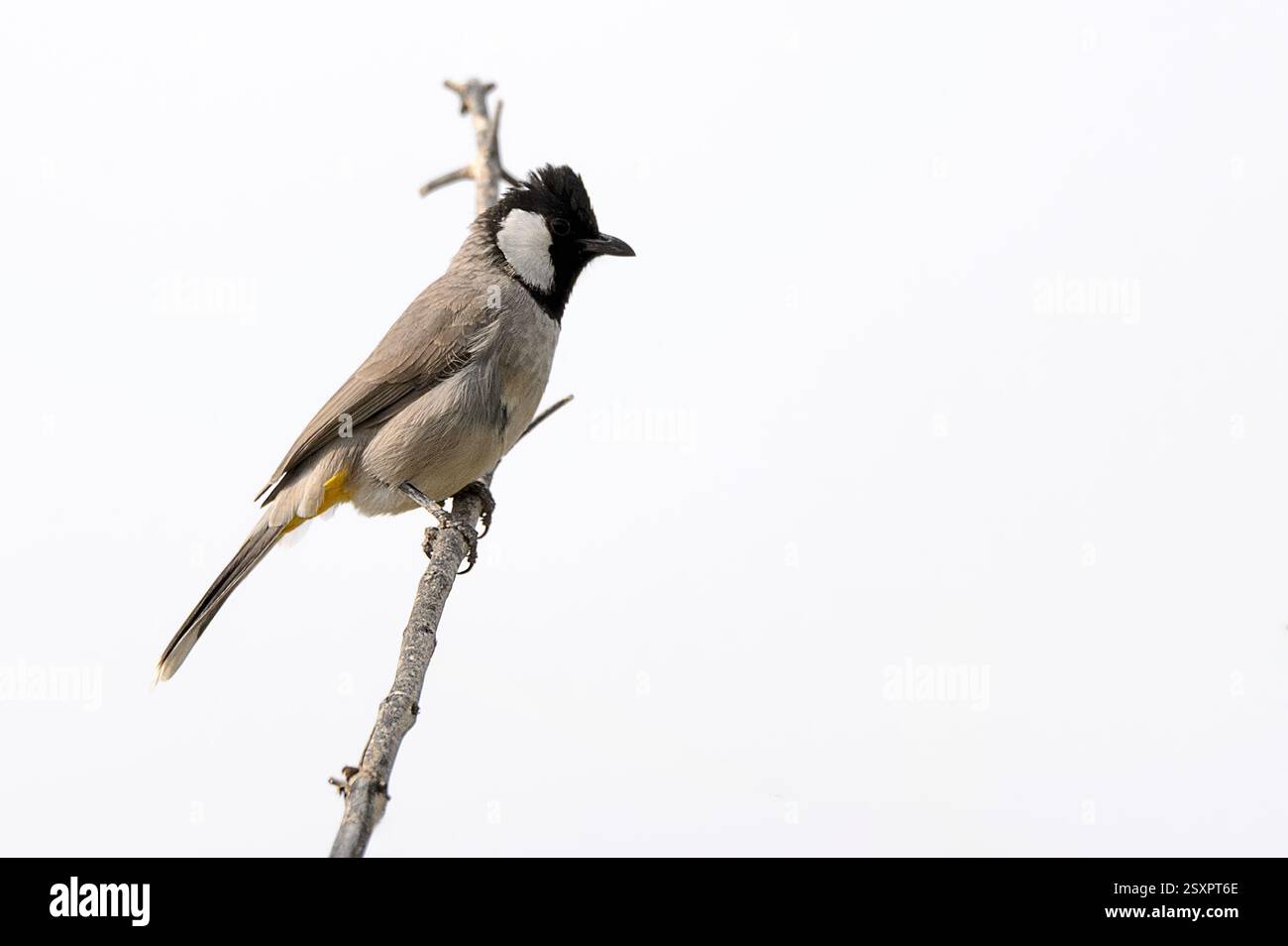 White-eared bulbul (Pycnonotus leucotis) from Jawai-area, Rajasthan ...
