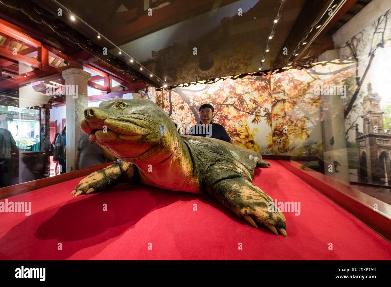 A turtle from Hoan Kiem Lake, 2.10 metres long and weighing 250 kg, is ...