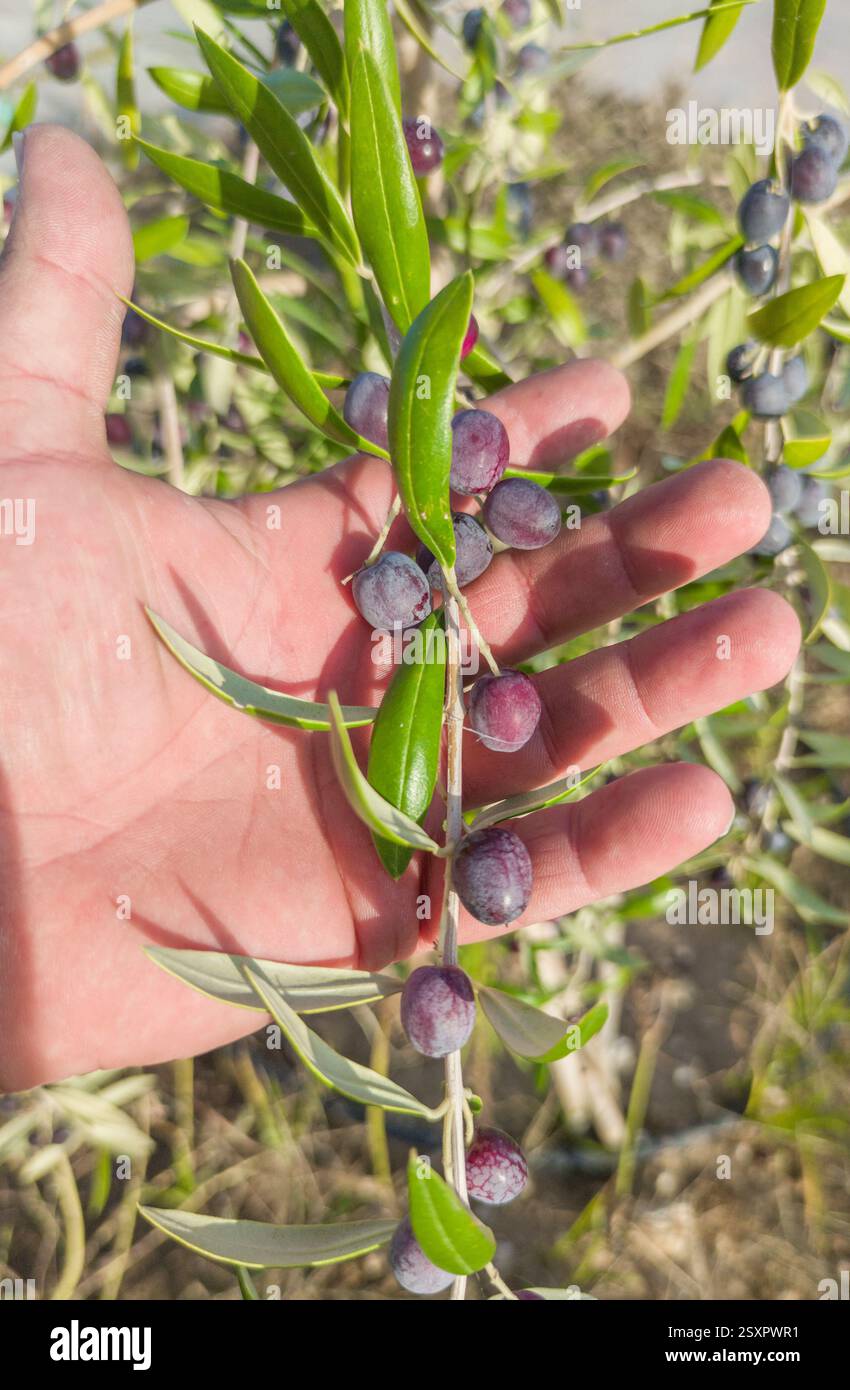 Hand showing dark violet olive tree branch. Normal autumn season ...