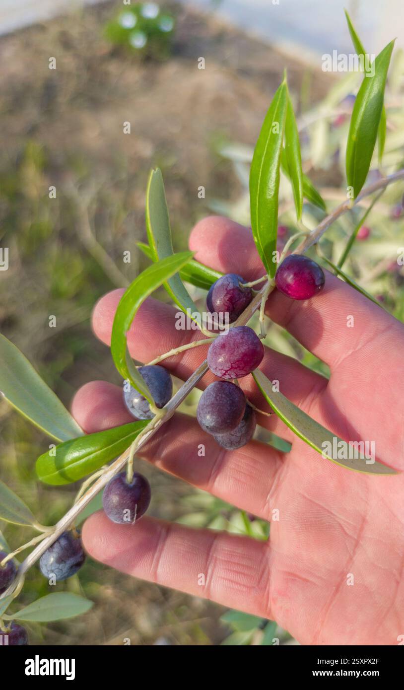 Hand showing dark violet olive tree branch. Normal autumn season ...