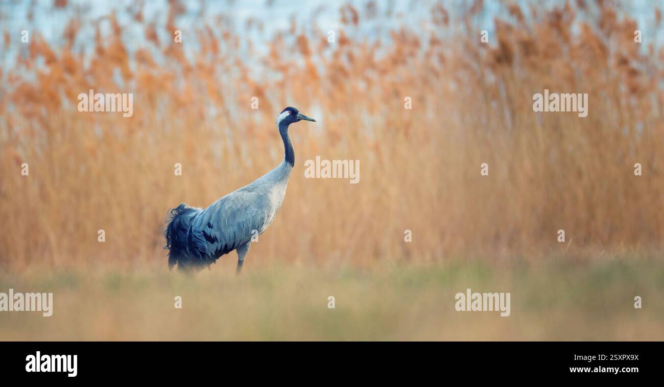 Common Crane Grus grus on a walk around the reeds by the pond looking ...
