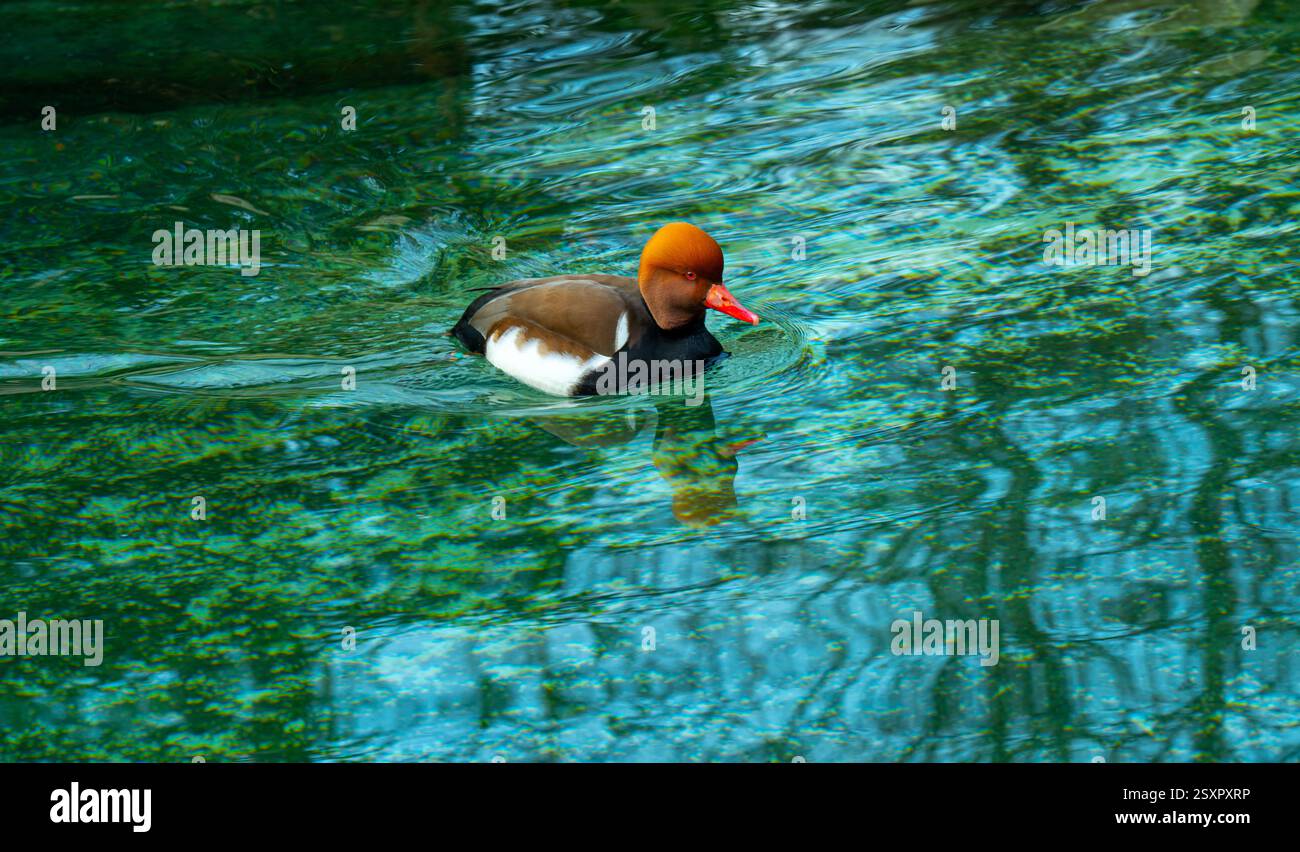 Red crested Pochard (Netta rufina) male Stock Photo - Alamy