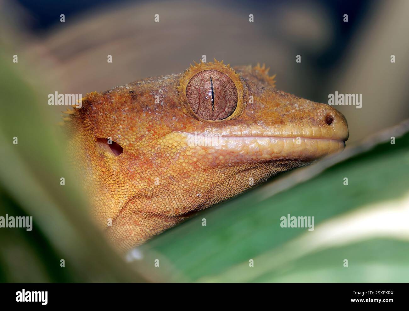 Crested gecko, eyelash gecko, Kronengecko, Gecko à crête, Correlophus ...
