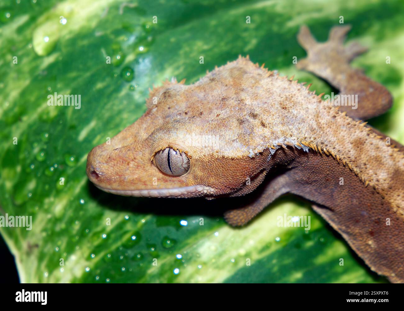 Crested gecko, eyelash gecko, Kronengecko, Gecko à crête, Correlophus ...