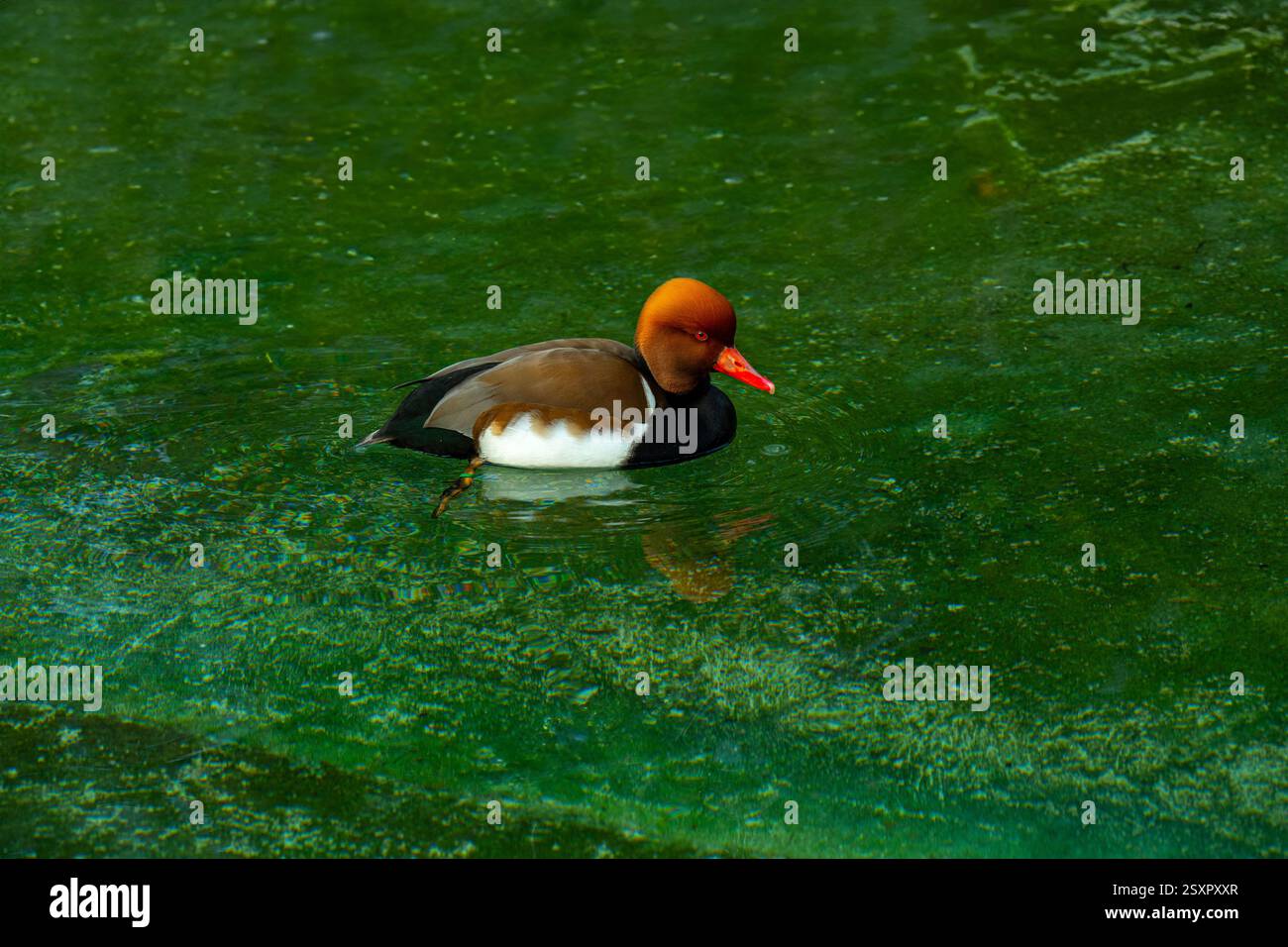 Red crested Pochard (Netta rufina) male Stock Photo - Alamy