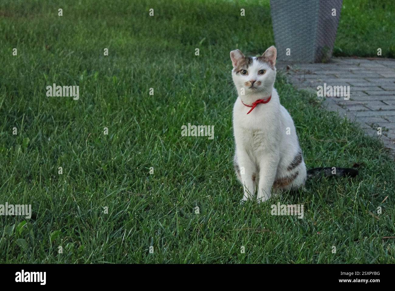 White and gray tomcat, very cute, with a red collar around his neck ...