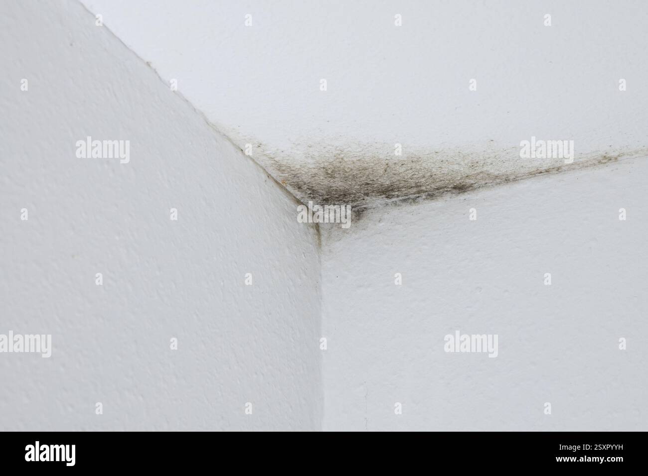 Mould in a corner at the ceiling of a room at home. Dangerous and ...