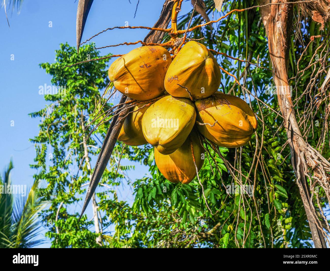 Fruits of the coconut palm (Cocos nucifera). Taken on the island of ...