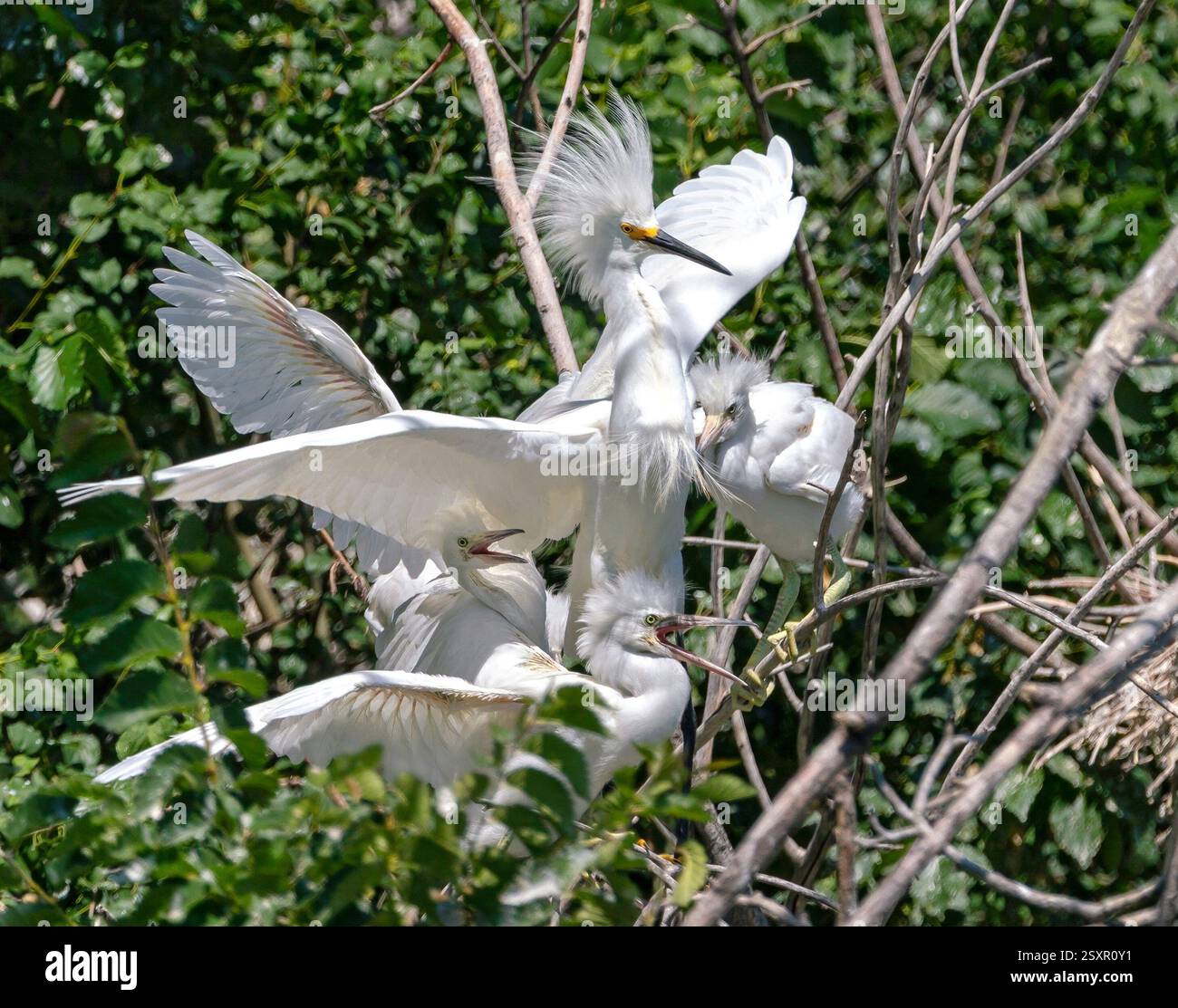 A Snowy Egret parent landing in between the awaiting hungry chicks ...