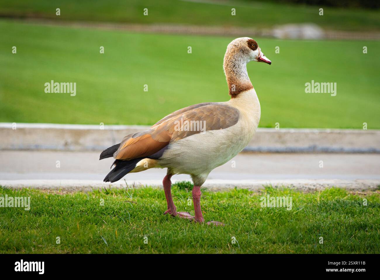 White duck posing on grass, The grass is green and freshly cut Stock ...