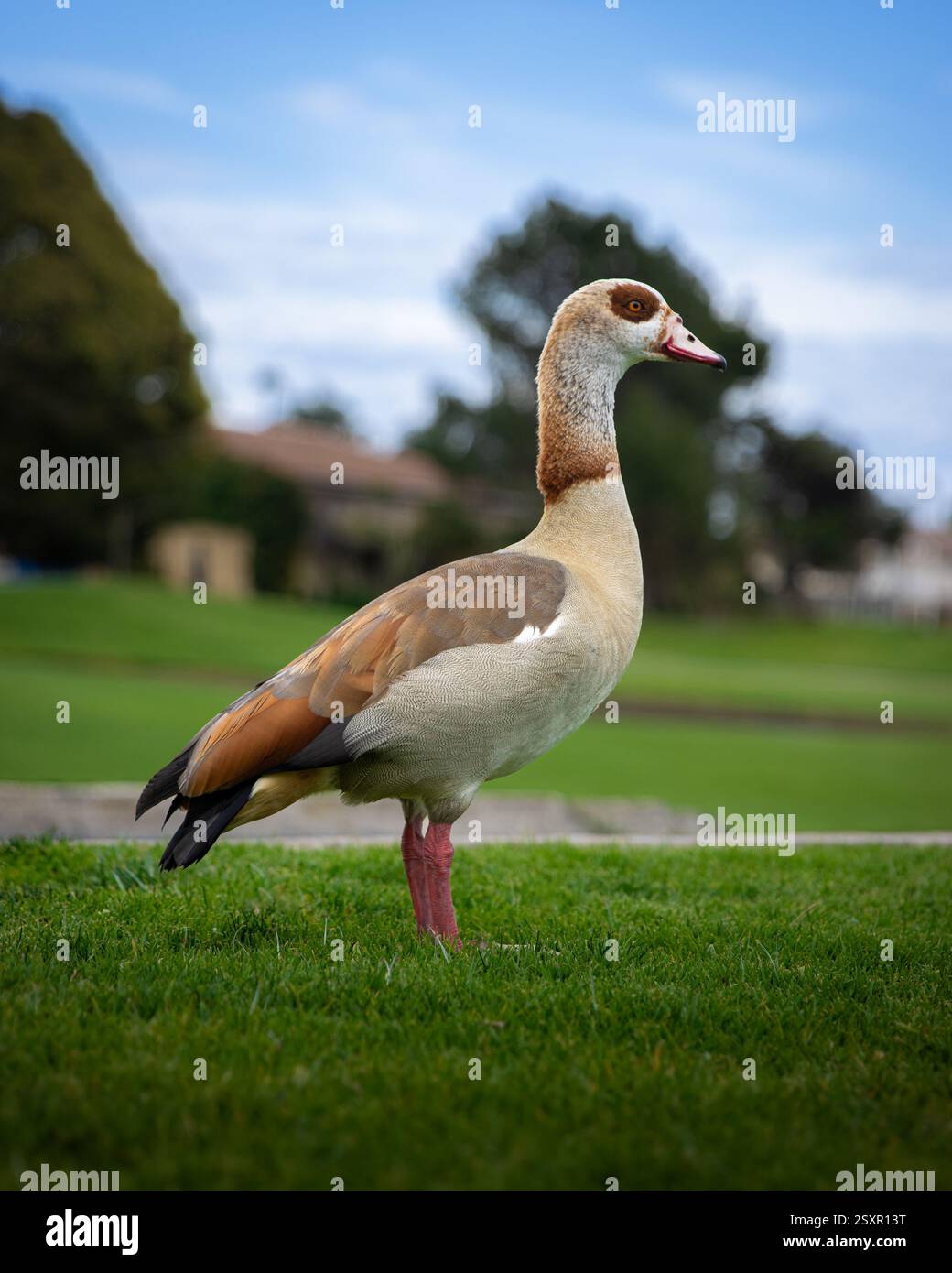 White duck posing on golf course, A building is seen in the background ...