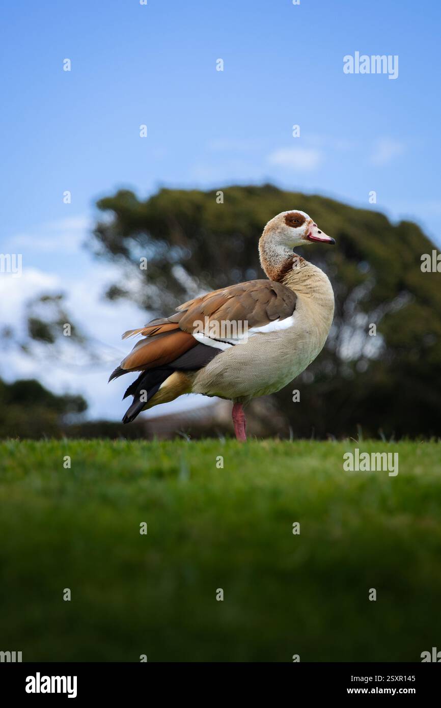 Light brown duck standing in the middle of a golf course, The duck is ...