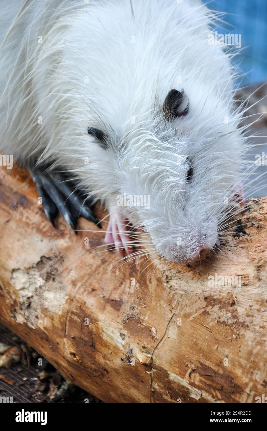 A white Myocastor coypus nutria sharpens its teeth on a wooden log ...