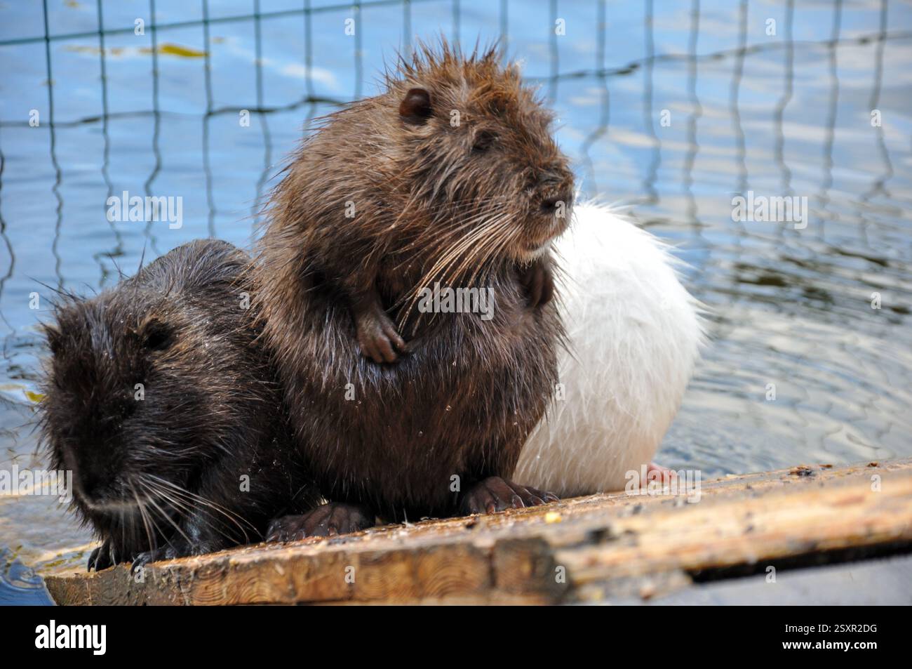 A group of Myocastor coypus nutria sit on a wooden platform near a ...