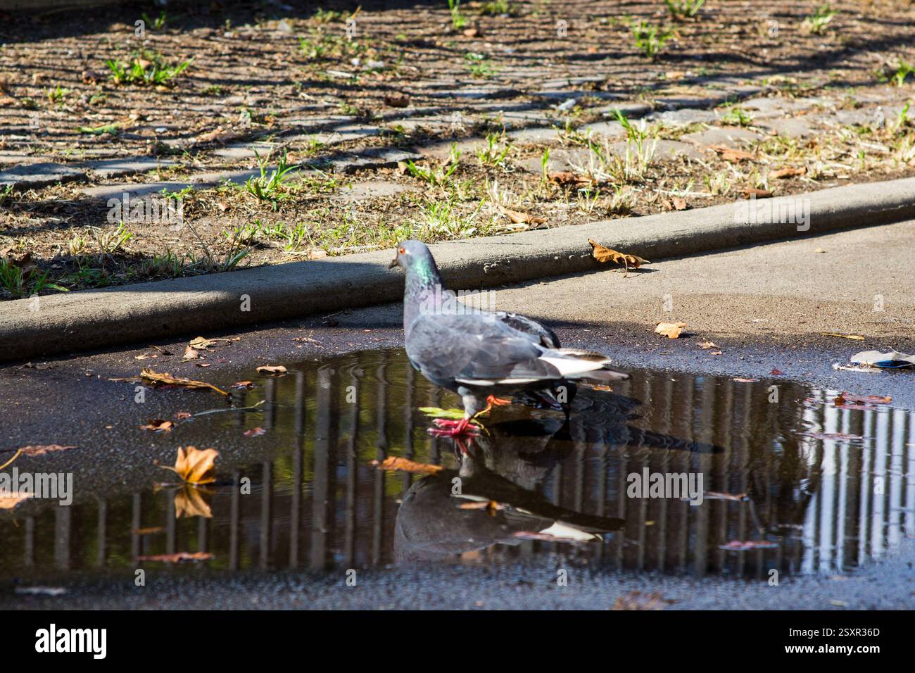 Urban Nature: Pigeons Thriving by the East River Stock Photo - Alamy