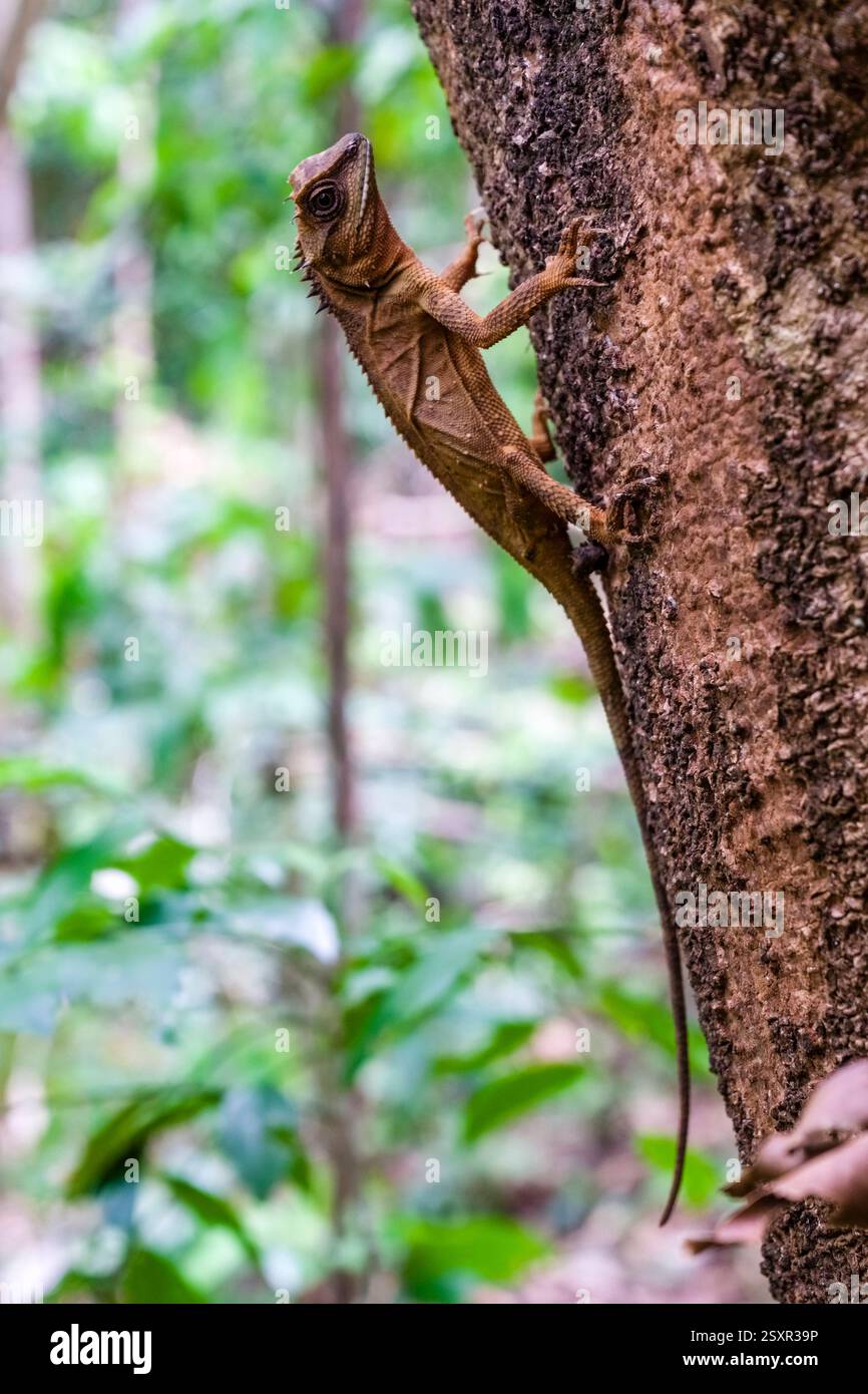 A mountain horned dragon or green pricklenape Acanthosaura capra ...