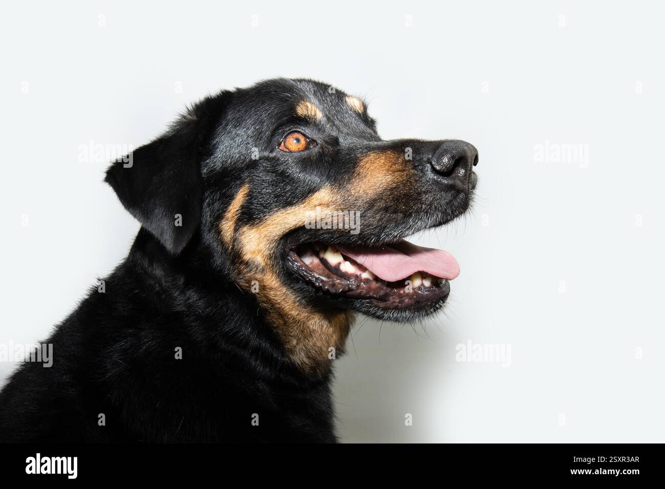 Rottweiler side profile of head hi-res stock photography and images - Alamy