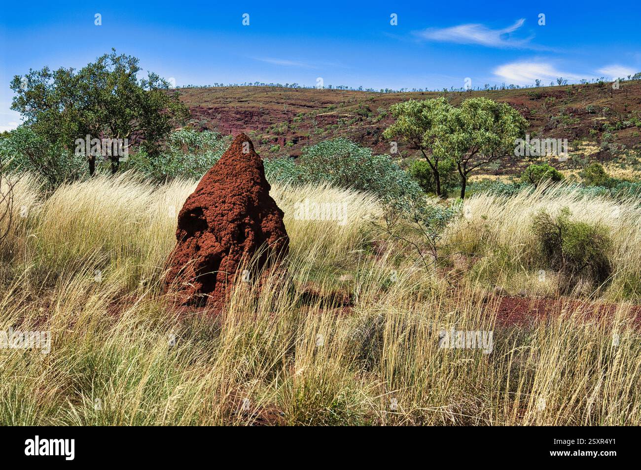 Termite mound made of red earth in the Australian outback. Yellow ...