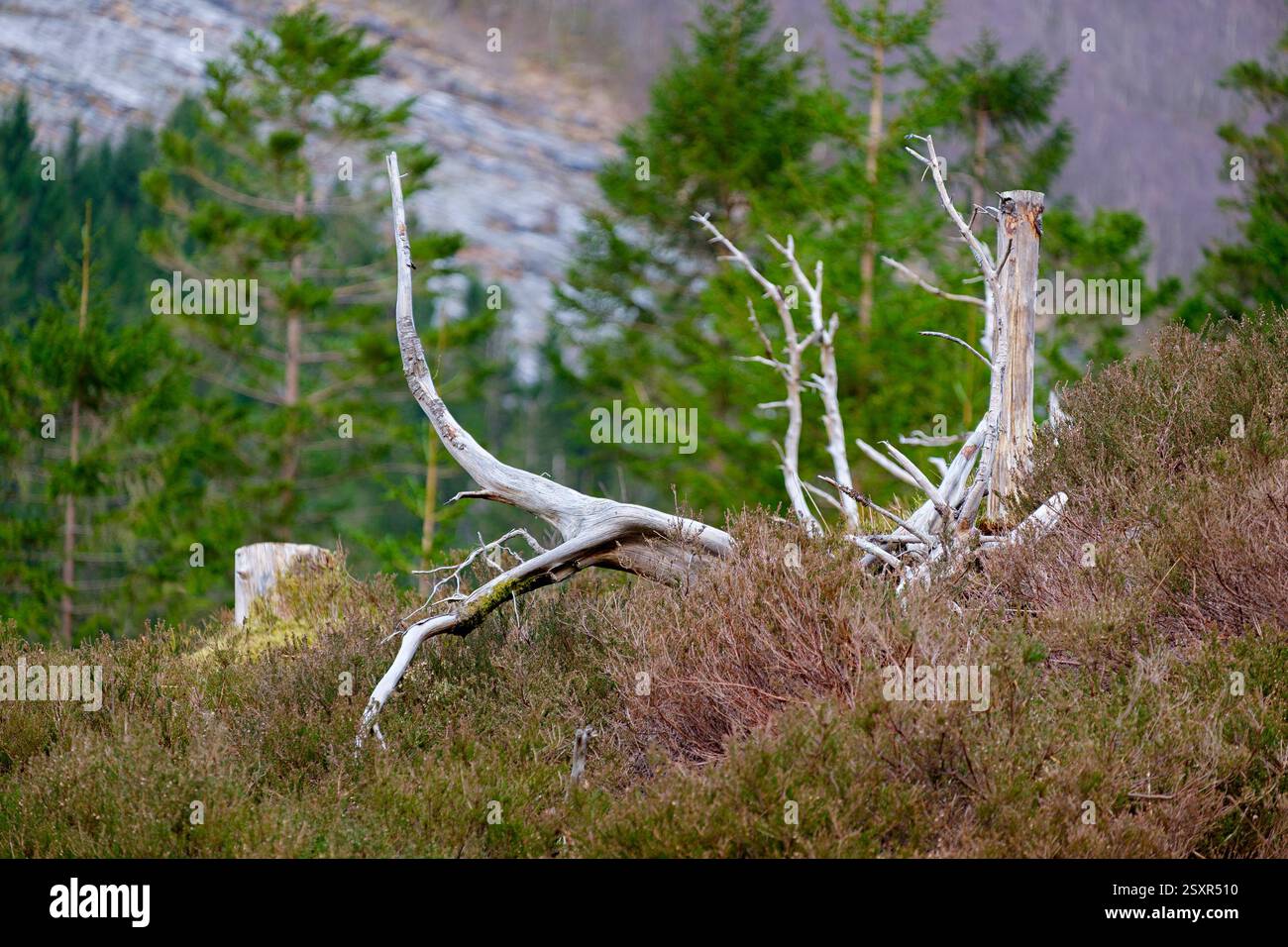 Dry and twisted branches lie among shrubs in a forest, showcasing the ...