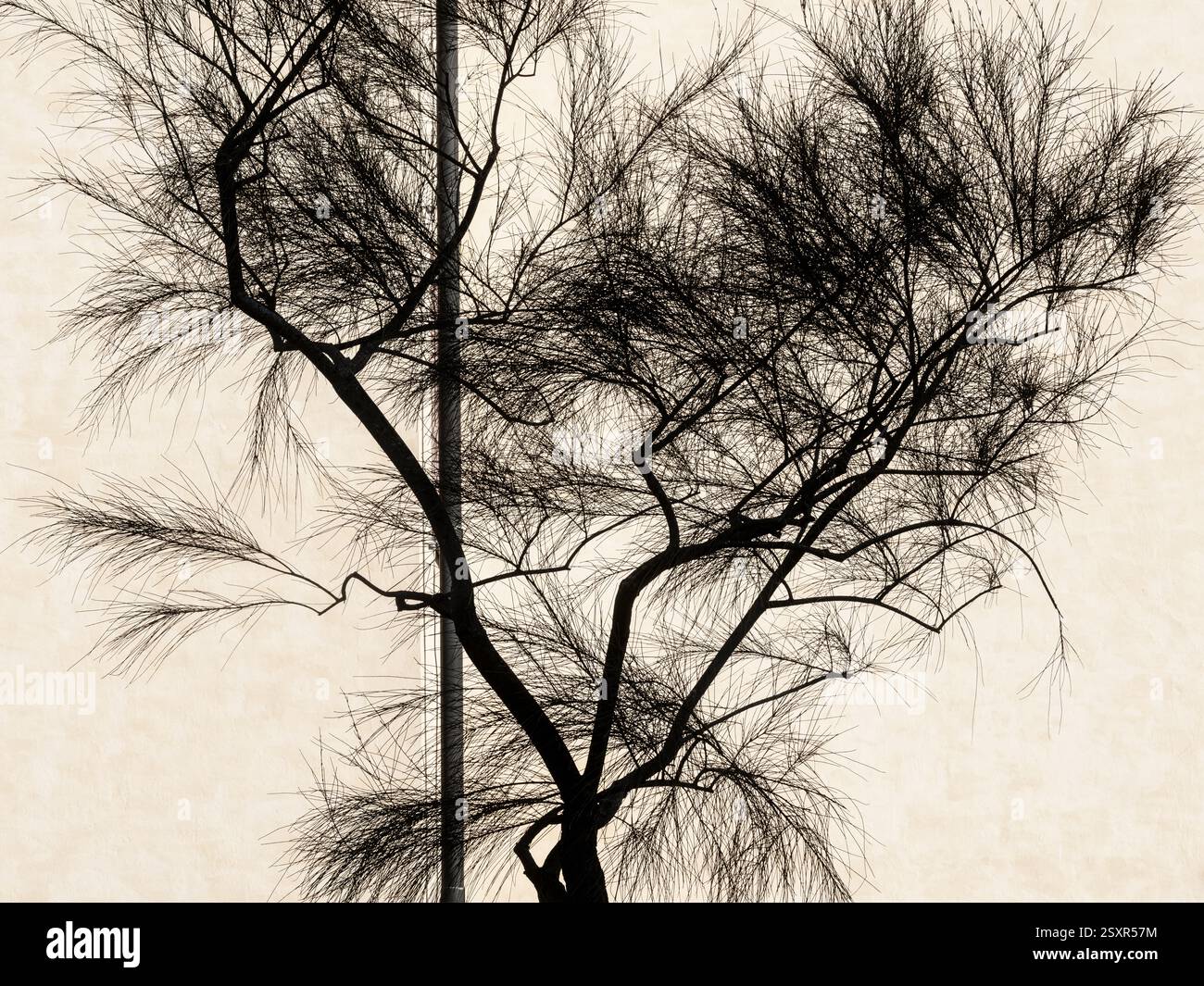 Silhouette of a tree prominently displayed against a light-colored ...