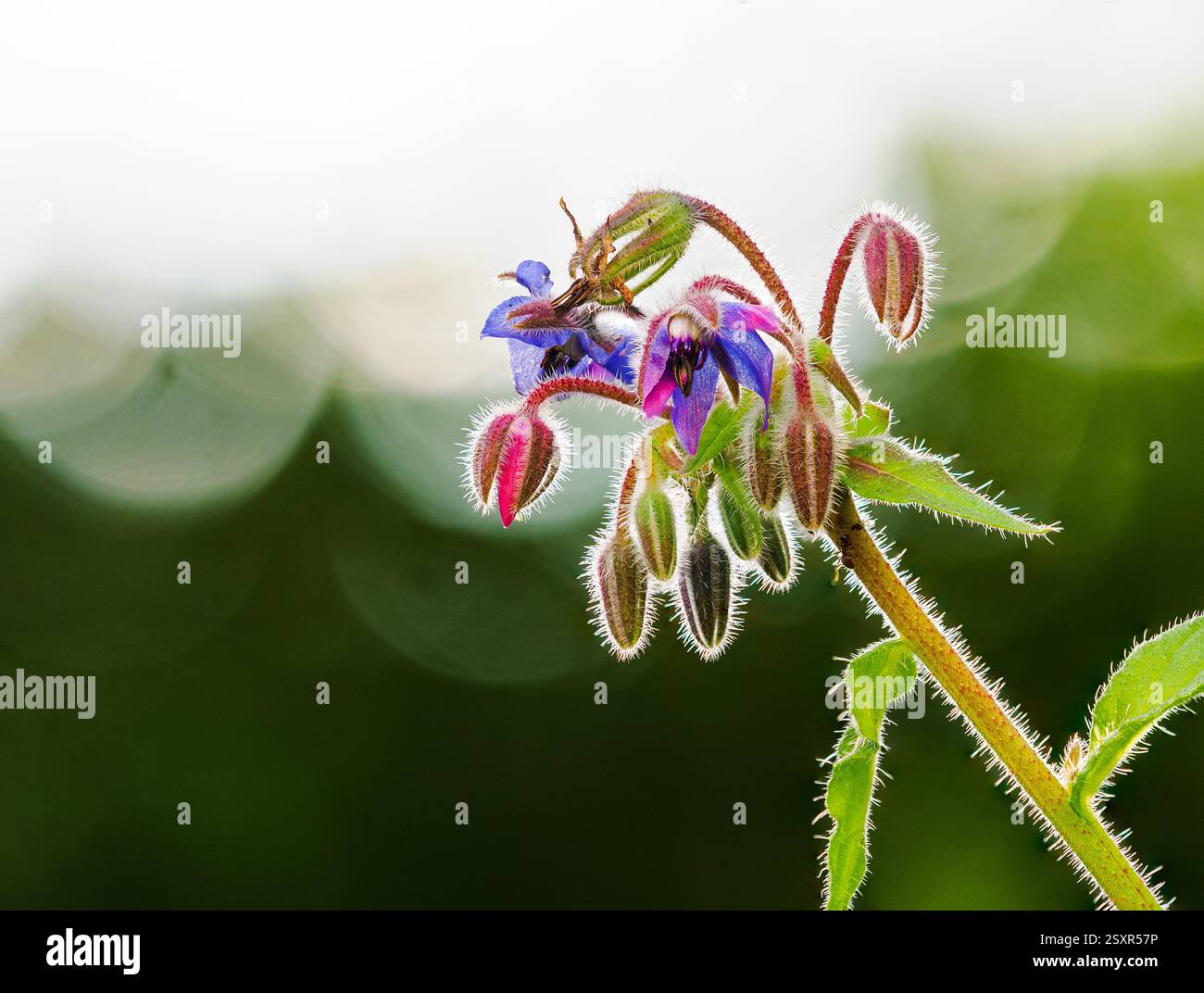 Brightly colored flower plant stands tall with intricate details ...