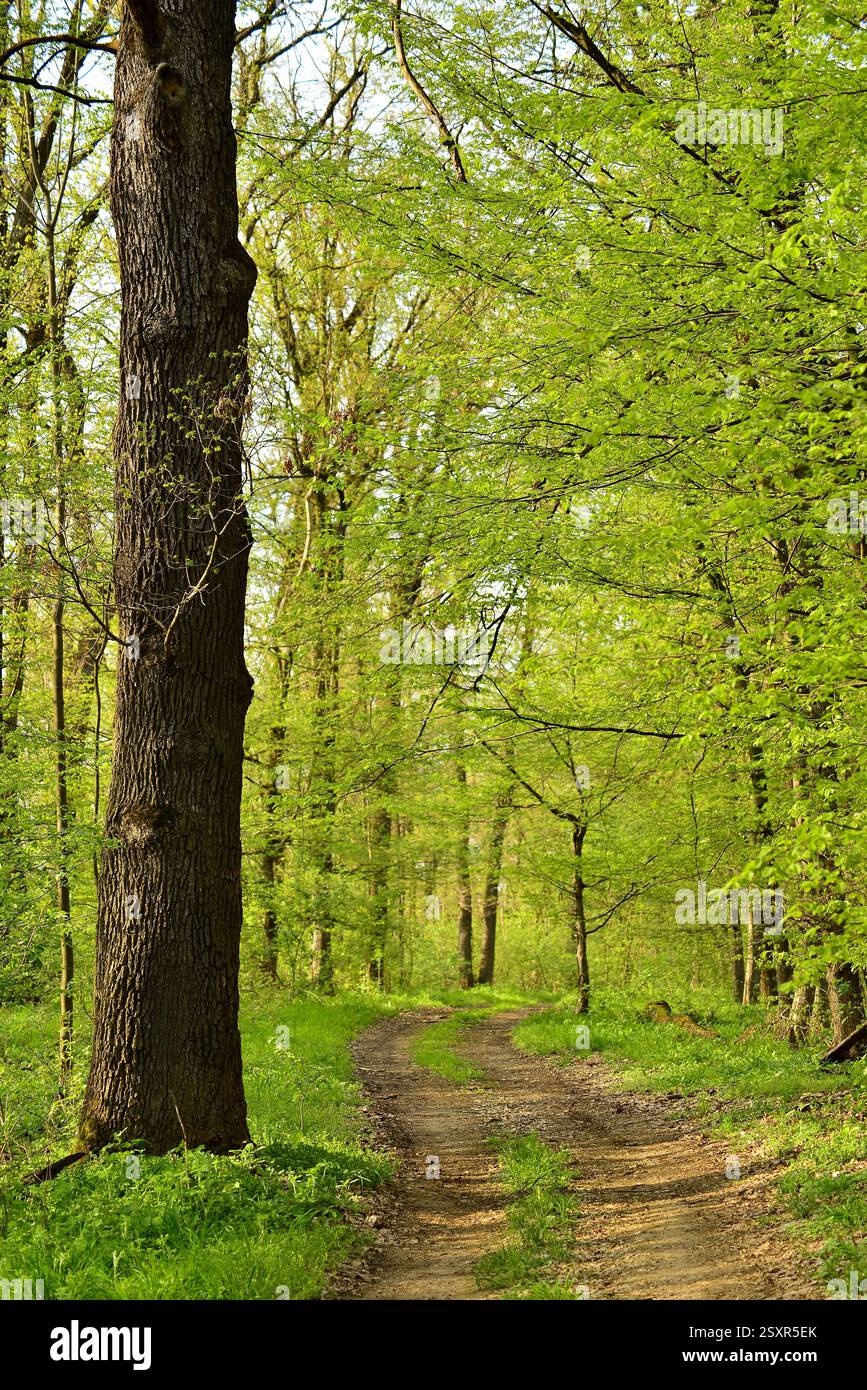 Ascending path in beech forest with raw green leaves Stock Photo - Alamy