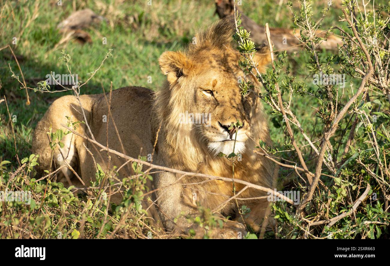 A Majestic Lion Comfortably Resting in the Wild, an Icon of Natures ...